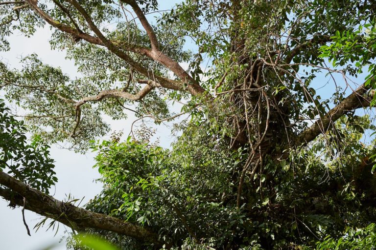 Mulu National Park: Exploring the Trails - Sailingstone Travel