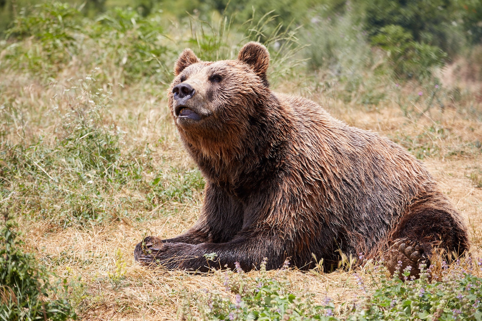 Visiting Gračanica Monastery, Ulpiana & the Pristina Bear Sanctuary ...