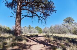 A Guide to the Overlooked Grand Canyon North Rim - Sailingstone Travel