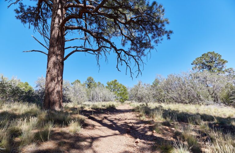 A Guide to the Overlooked Grand Canyon North Rim - Sailingstone Travel